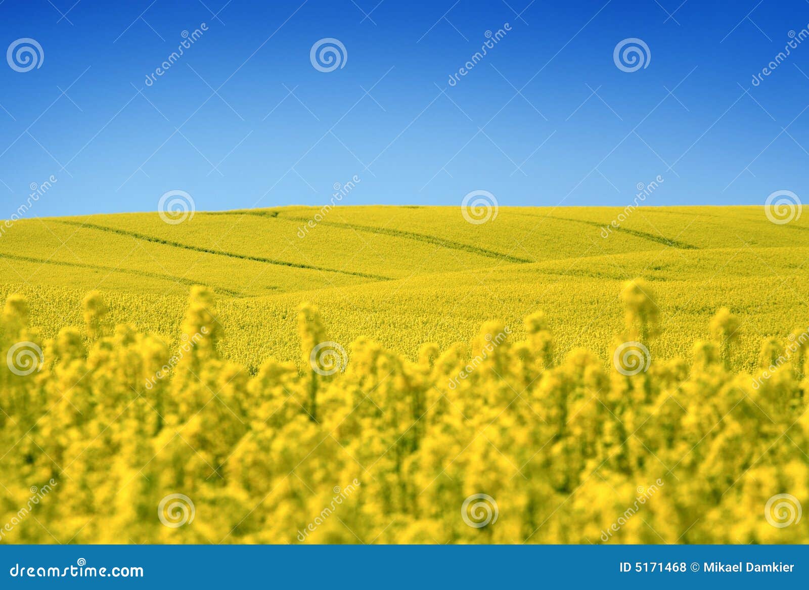 Yellow Field with Oil Seed in Early Spring Stock Photo - Image of ...