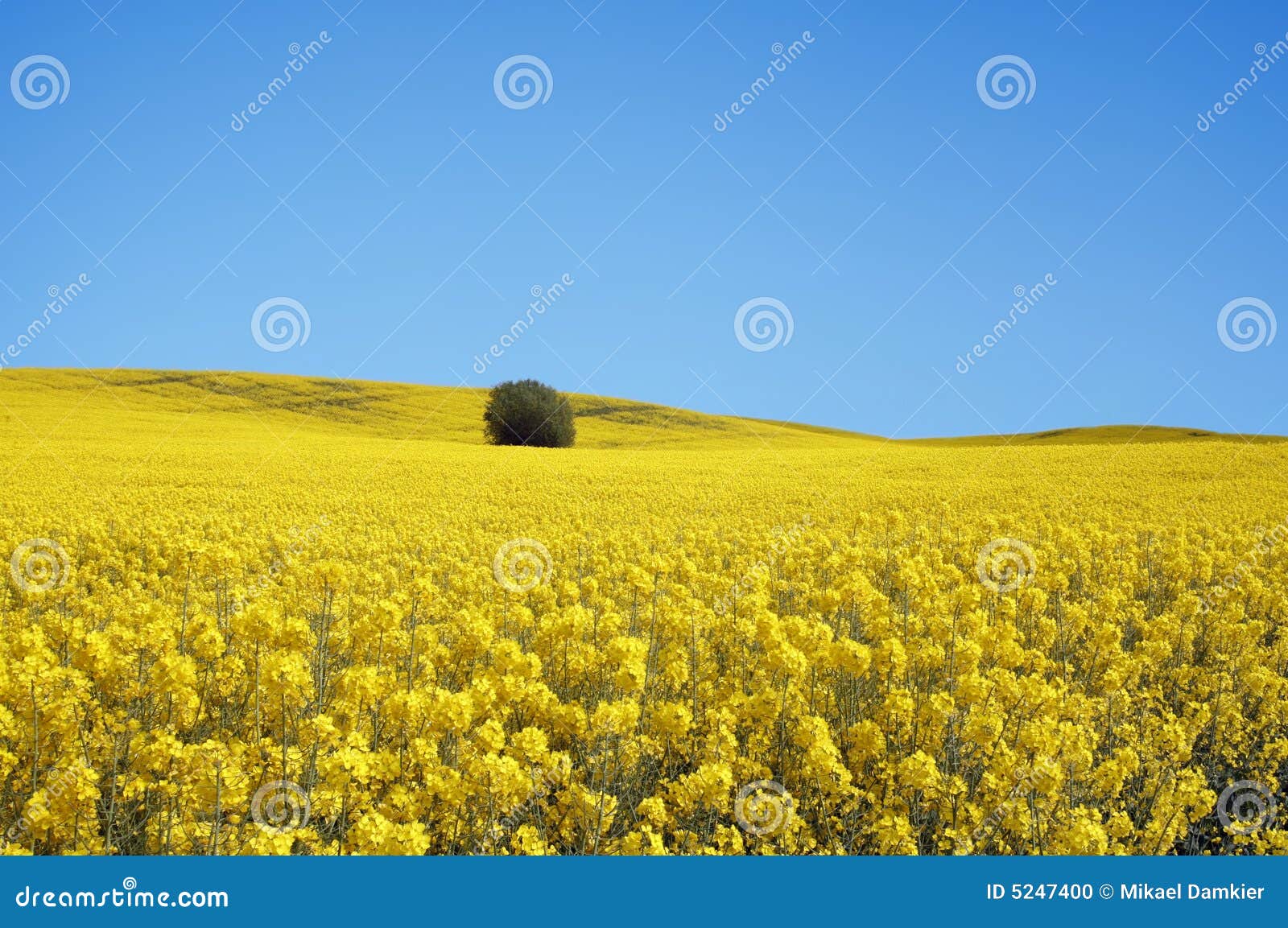Yellow Field with Oil Seed in Early Spring Stock Photo - Image of ...