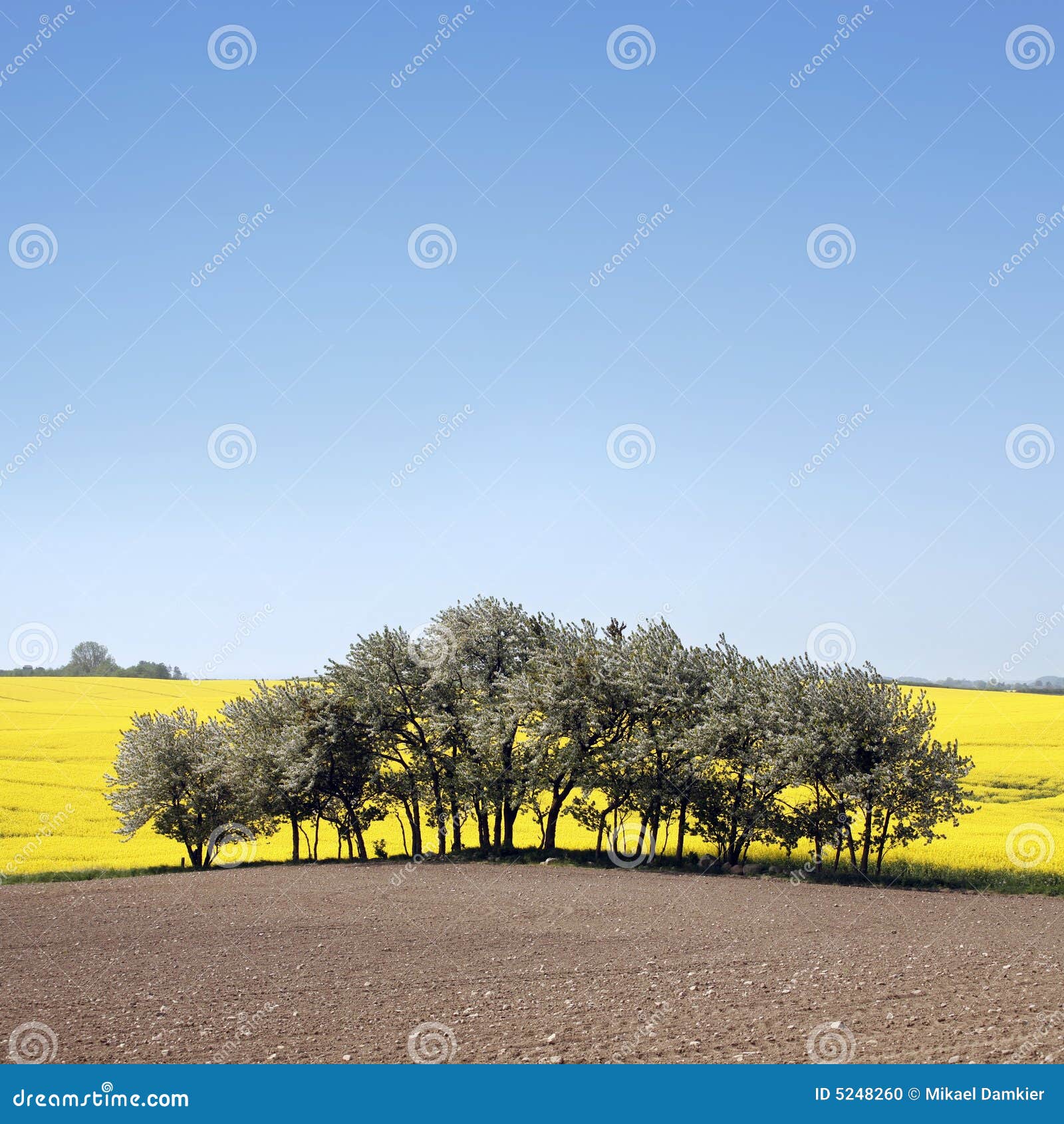 Yellow Field with Oil Seed in Early Spring Stock Photo - Image of ...