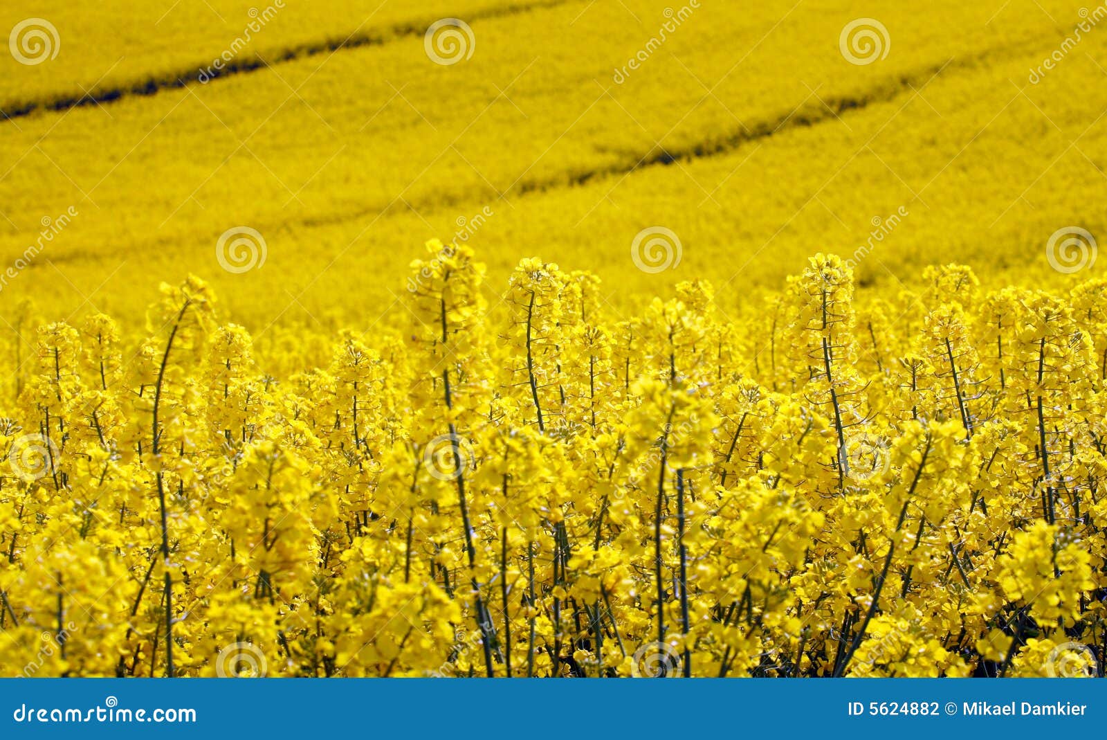 Yellow Field with Oil Seed in Early Spring Stock Photo - Image of seed ...