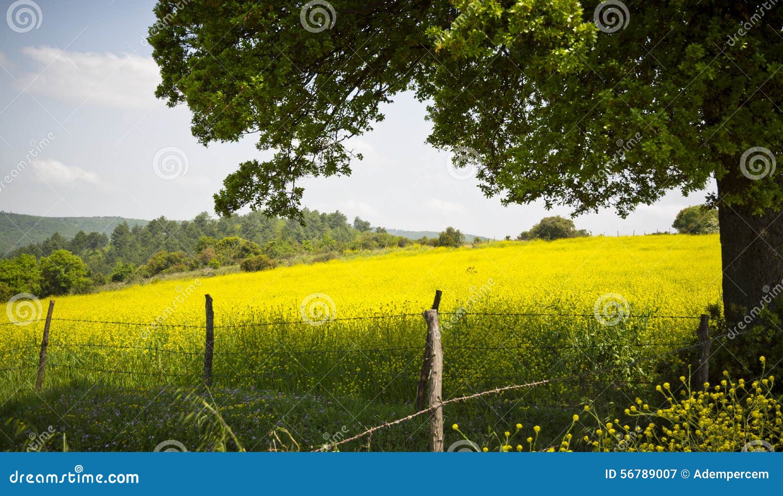 Yellow Field stock image. Image of scene, outdoor, flowers - 56789007