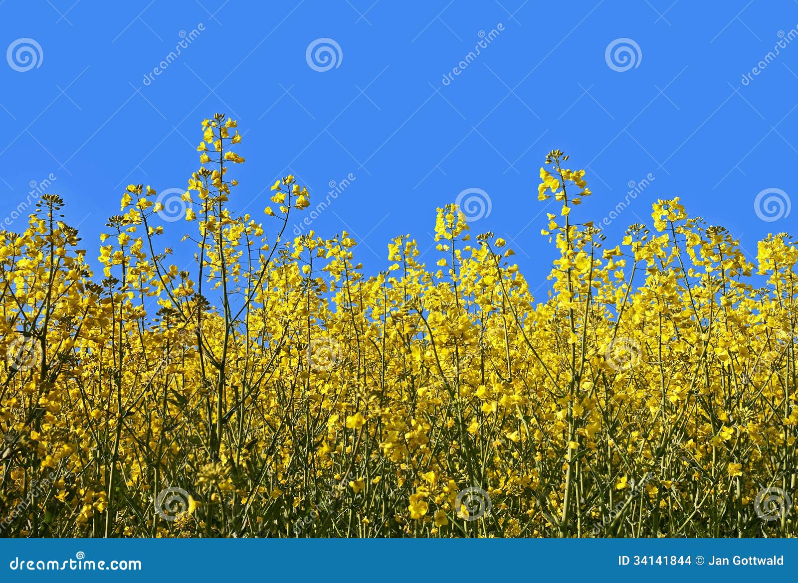 Yellow field stock photo. Image of farming, spring, horizon - 34141844