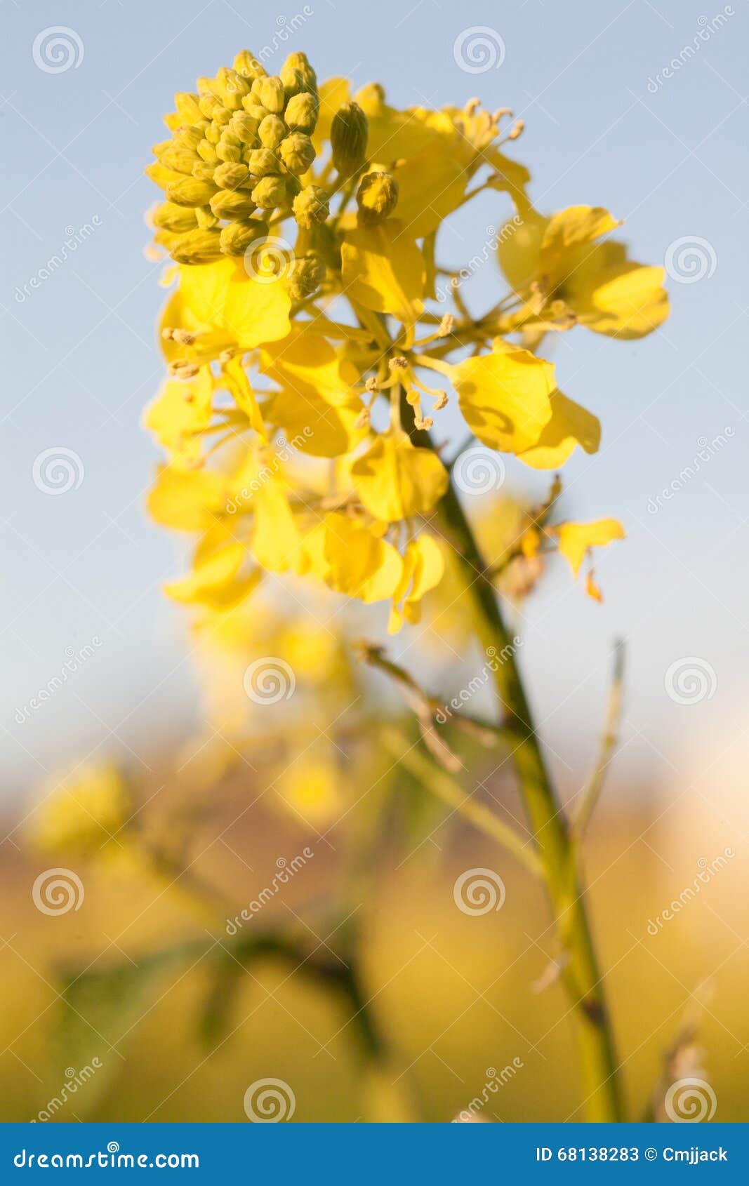 Yellow Field Rapeseed in Bloom with Blue Sky Background in Spring Stock ...