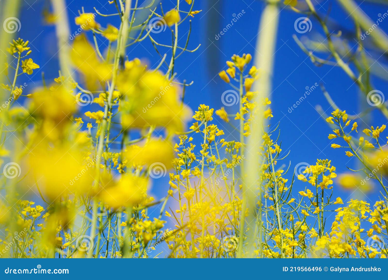 Yellow field stock photo. Image of land, landscape, copy - 219566496