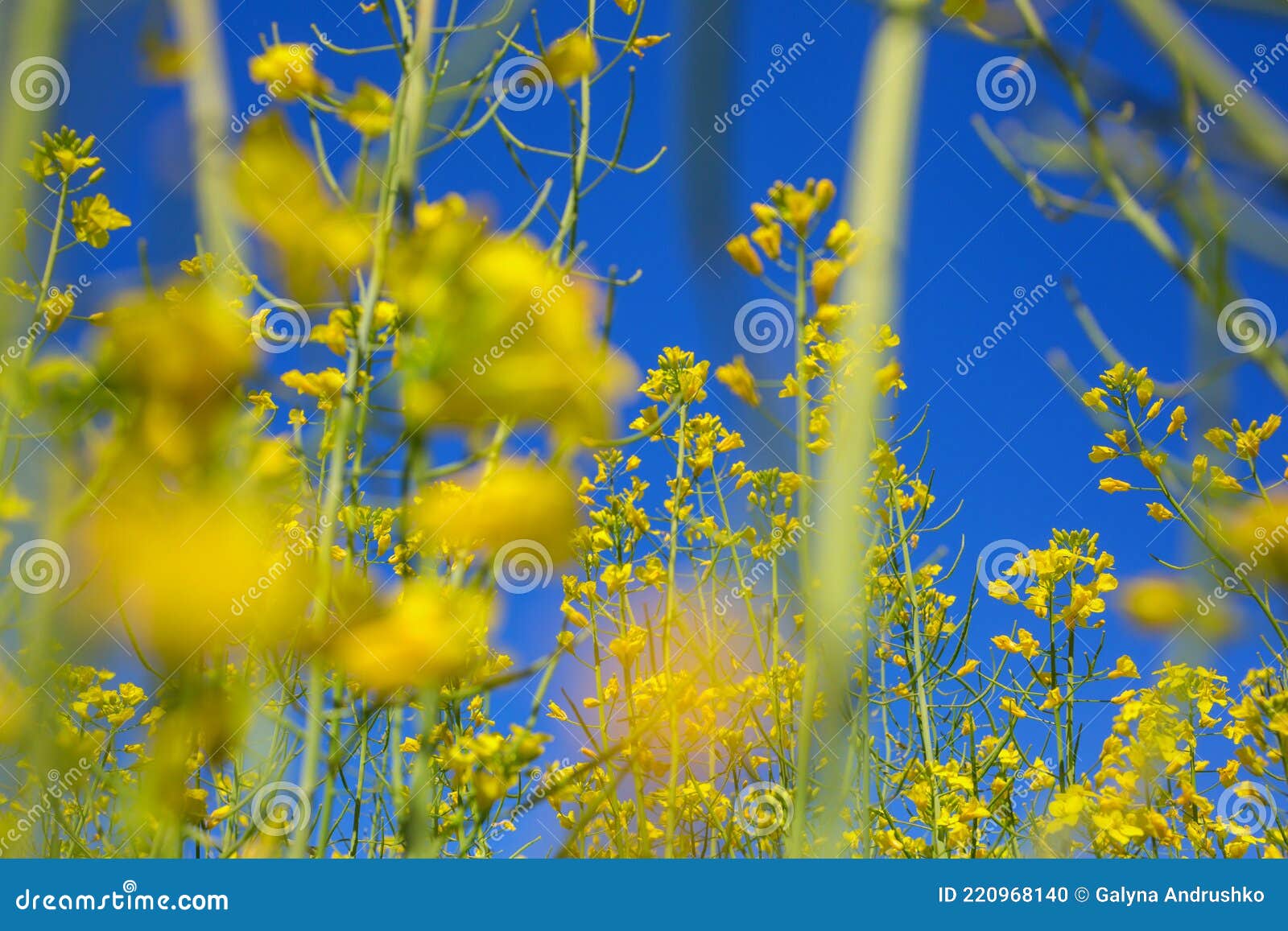 Yellow field stock photo. Image of field, bright, harvest - 220968140