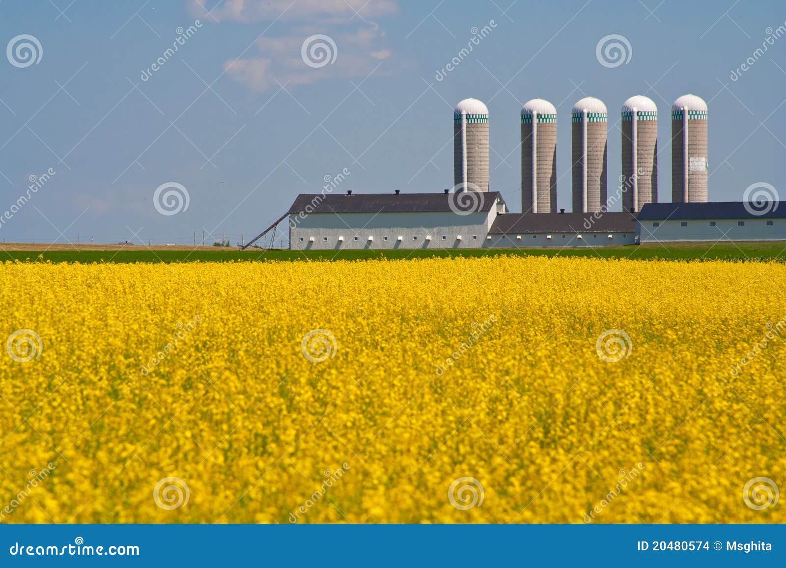 Yellow field and silo stock photo. Image of energy, friendly - 20480574