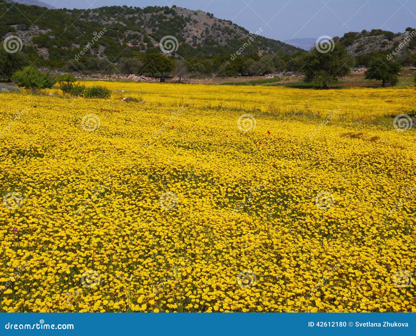 Yellow field stock photo. Image of chrysanthemum, flowers - 42612180