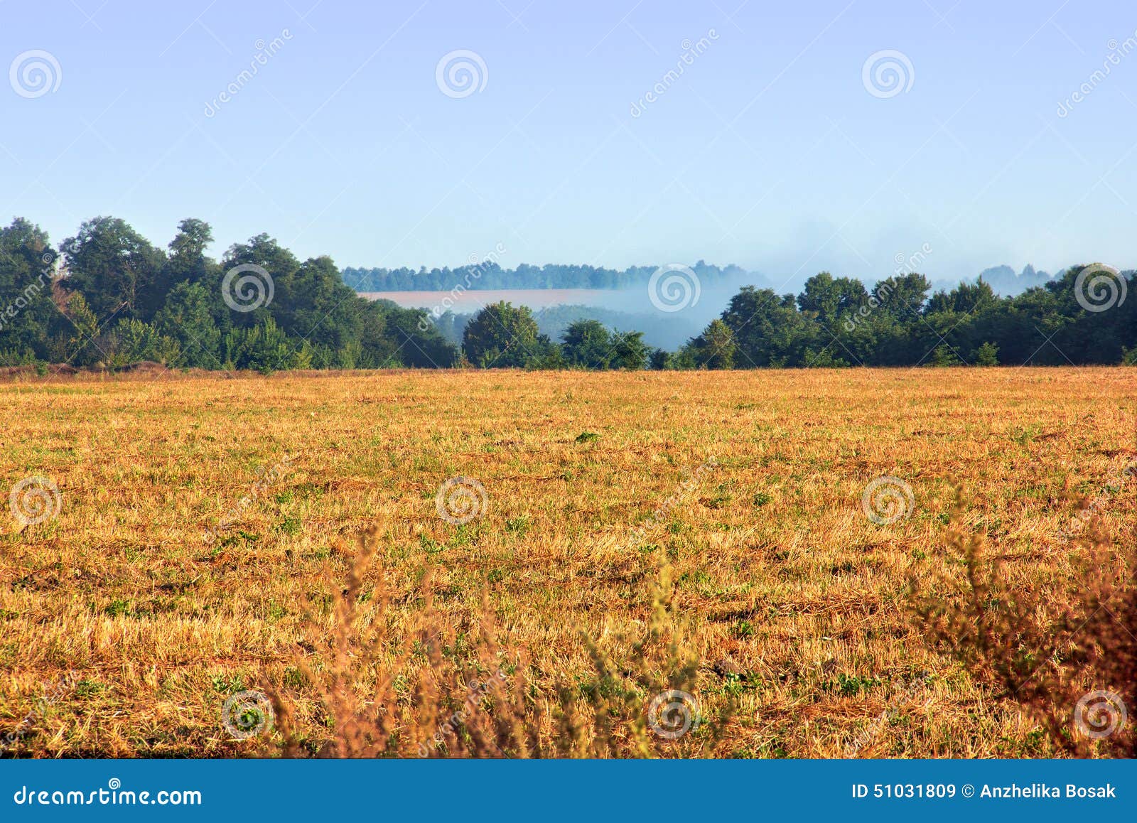 Yellow Field and Trees with a Hazy Sky Stock Image - Image of meadow ...