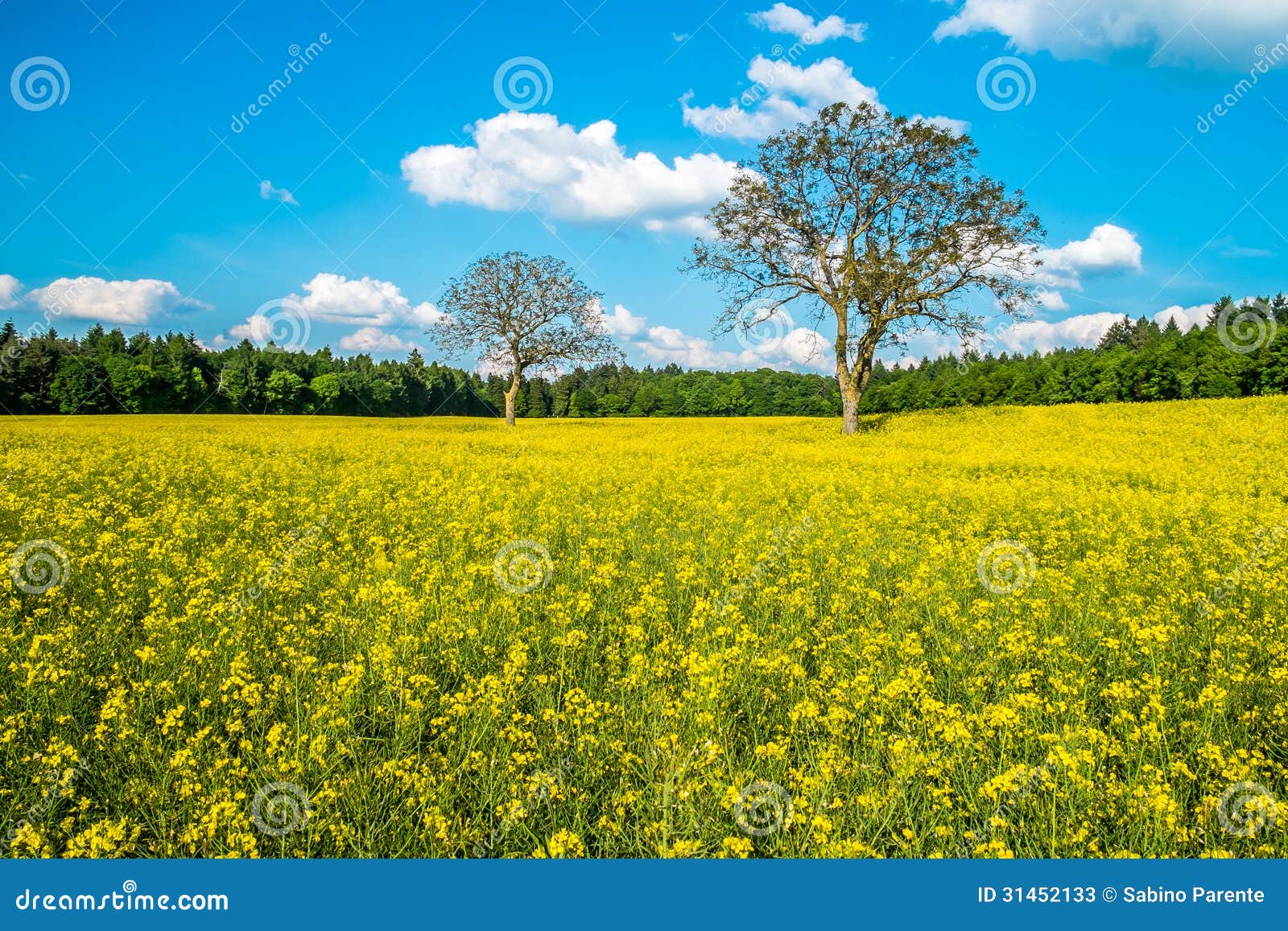 Yellow field stock image. Image of pollution, nature - 31452133
