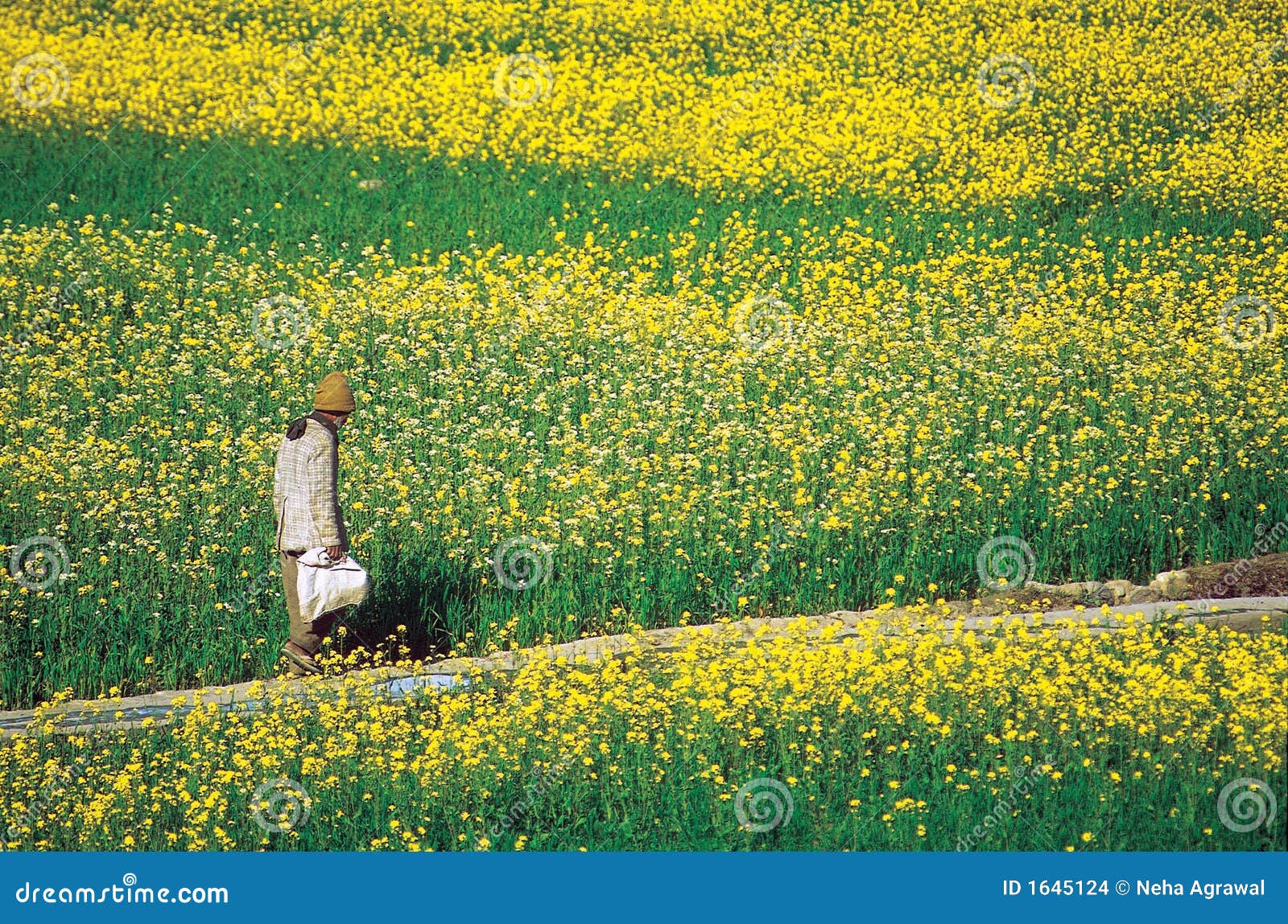 Yellow Fields stock photo. Image of yellow, fields, farming - 1645124