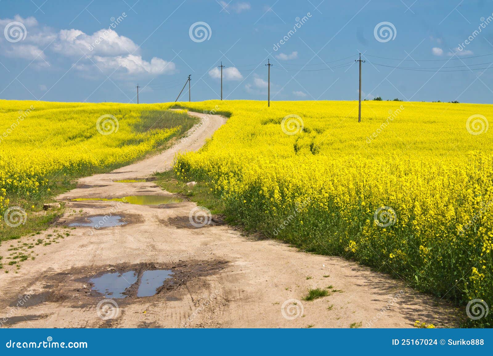Yellow fields stock photo. Image of pasture, forest, field - 25167024