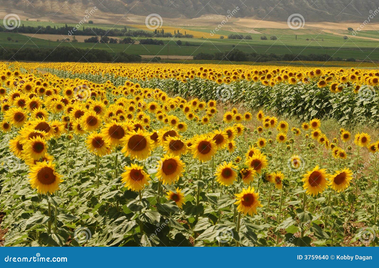 Yellow Fields stock photo. Image of farming, color, crop - 3759640