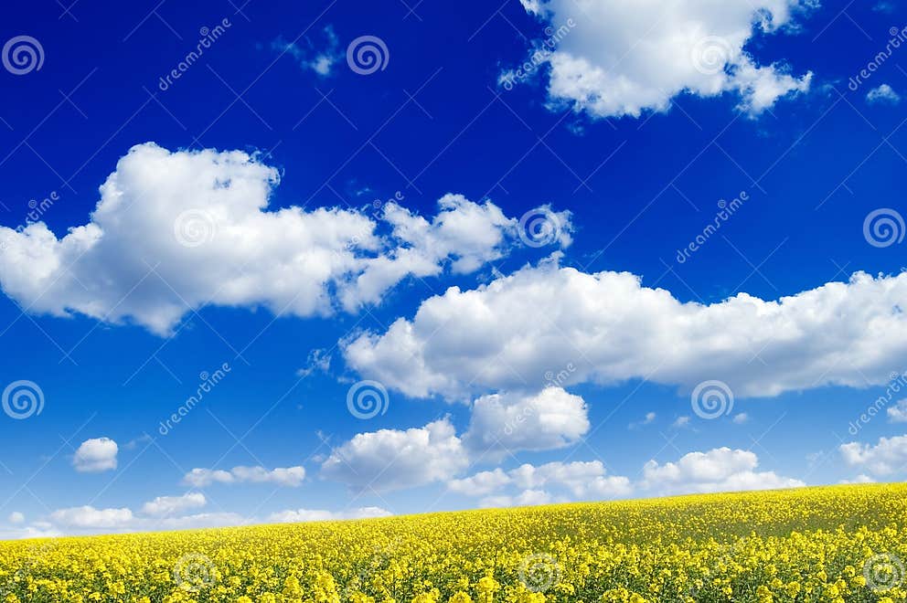 Yellow Fields Stock Image Image Of Fields Clouds Cloudy 4215299