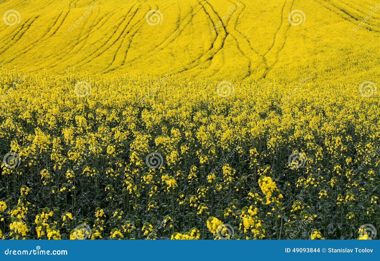Yellow fields stock photo. Image of flower, color, countryside - 49093844