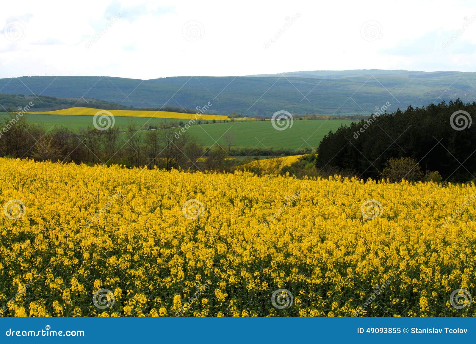 Yellow fields stock image. Image of green, horizontal - 49093855