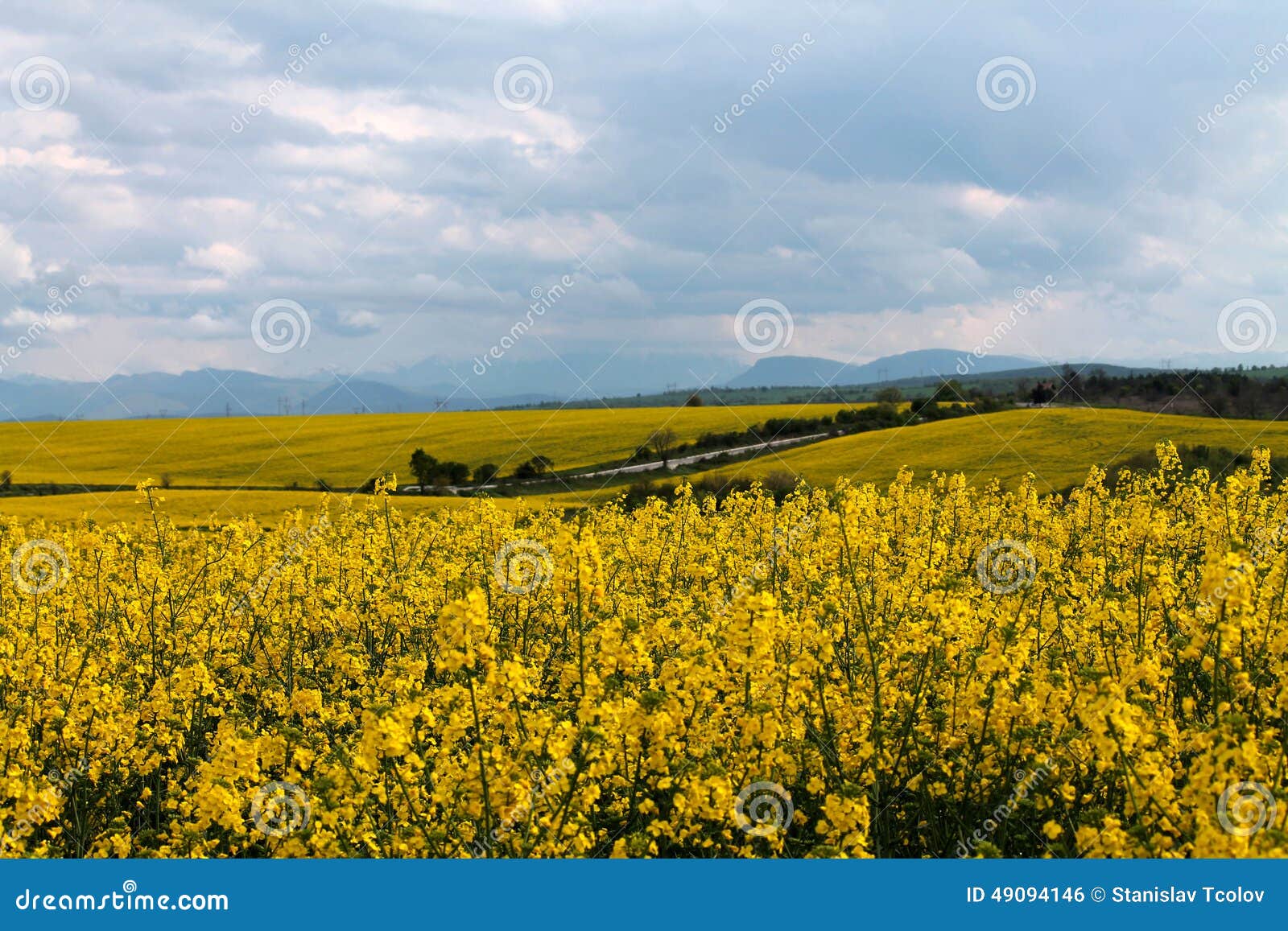 Yellow fields stock photo. Image of countryside, green - 49094146