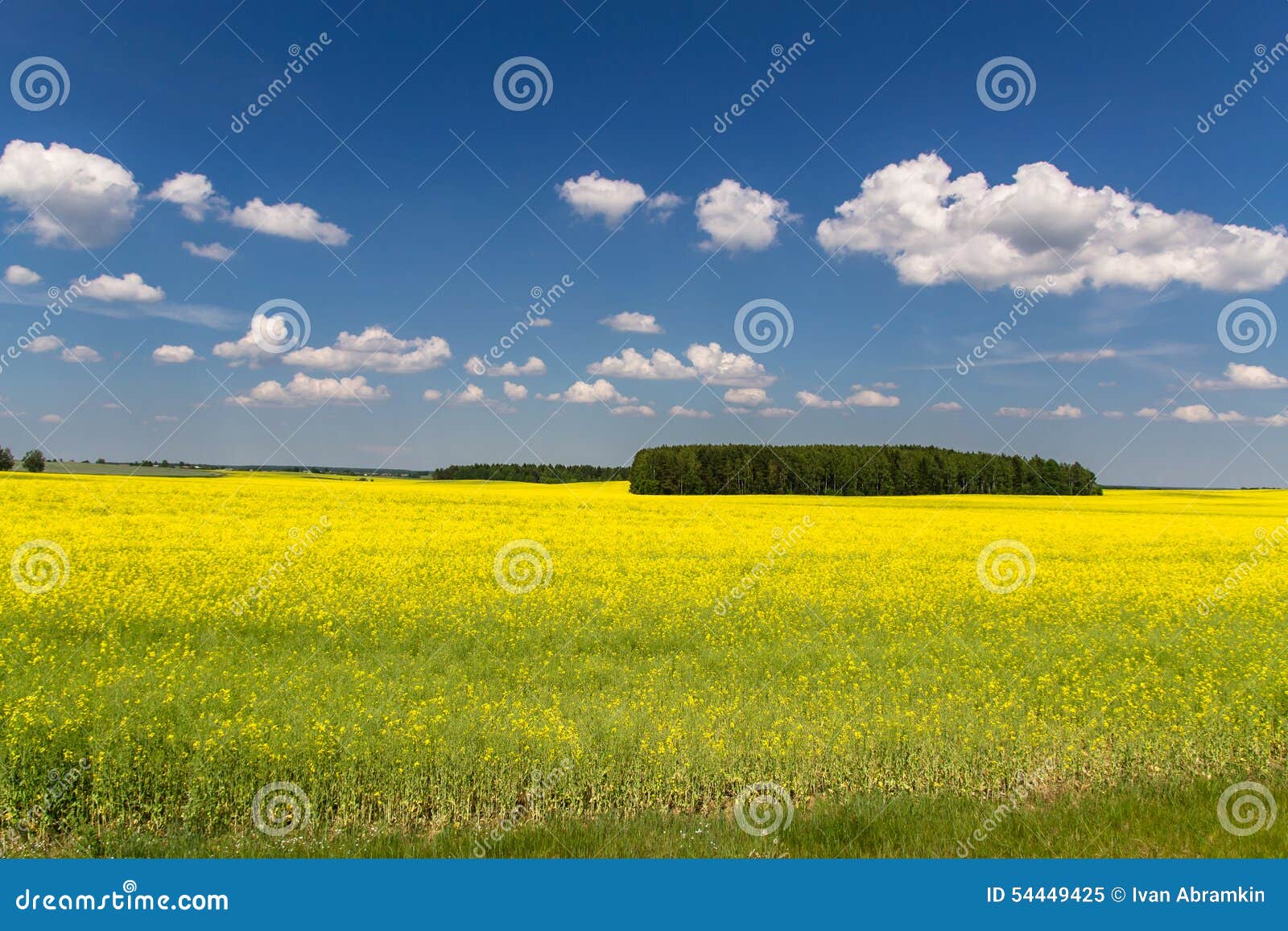 Yellow fields in Belarus stock image. Image of land, agriculture - 54449425