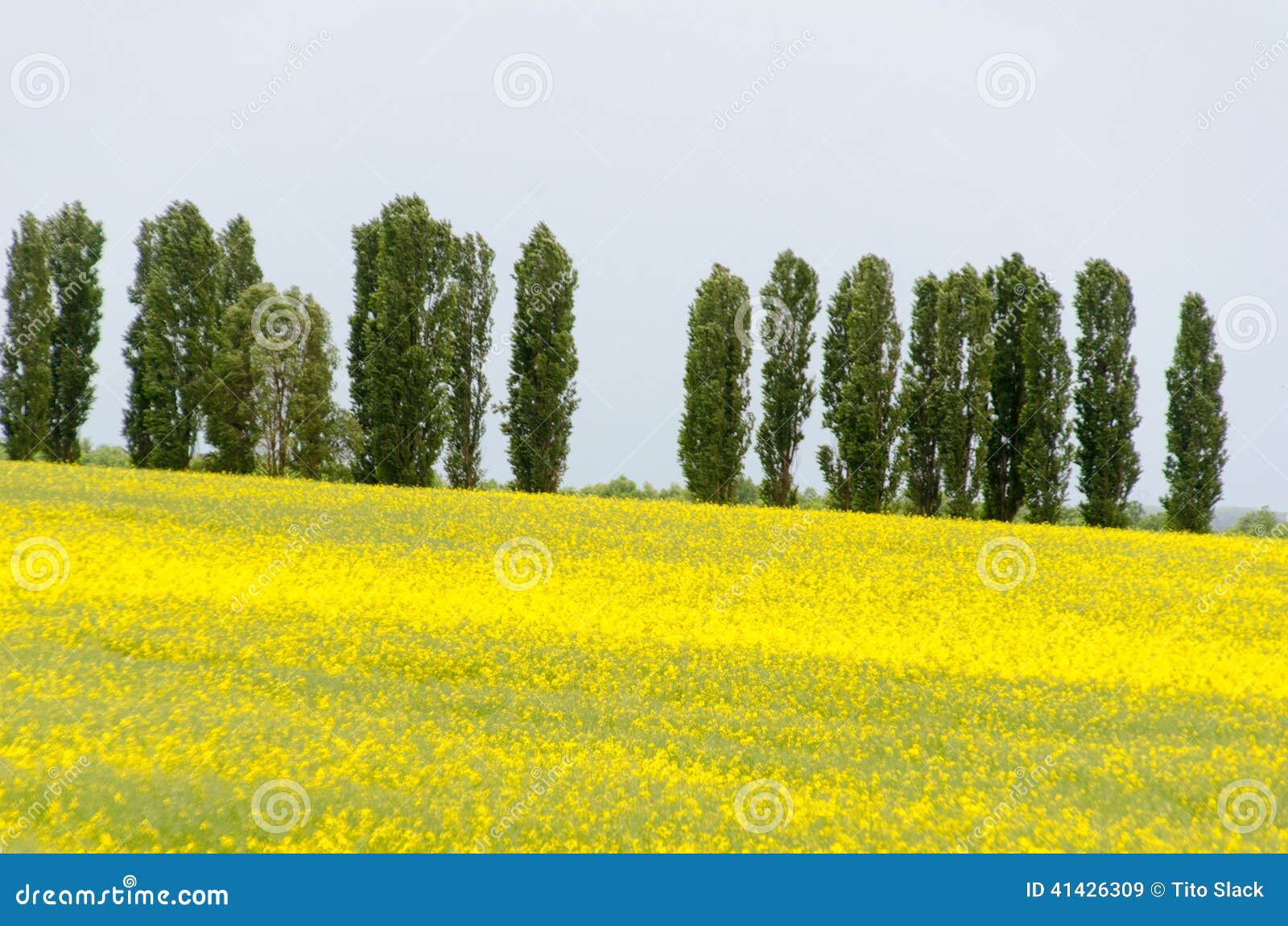 Yellow fields of canola stock image. Image of scenics - 41426309