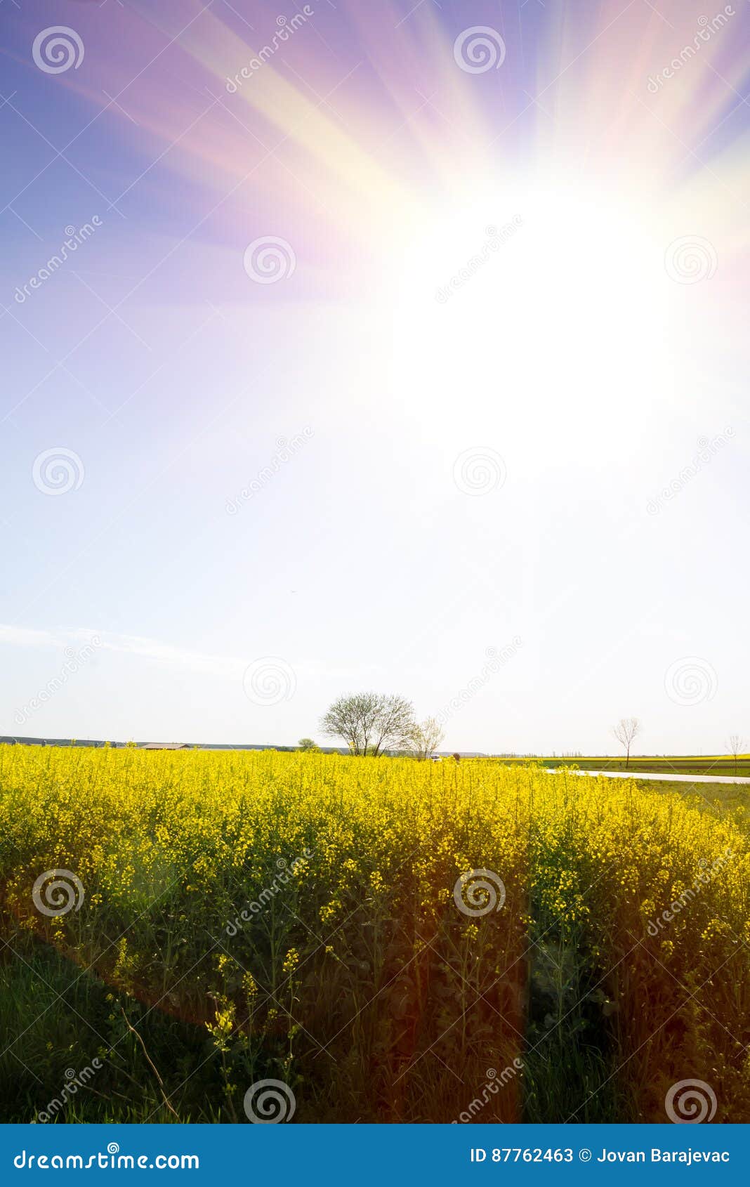 Yellow Fields of Oilseed with Sun Rays Stock Image - Image of horizon ...