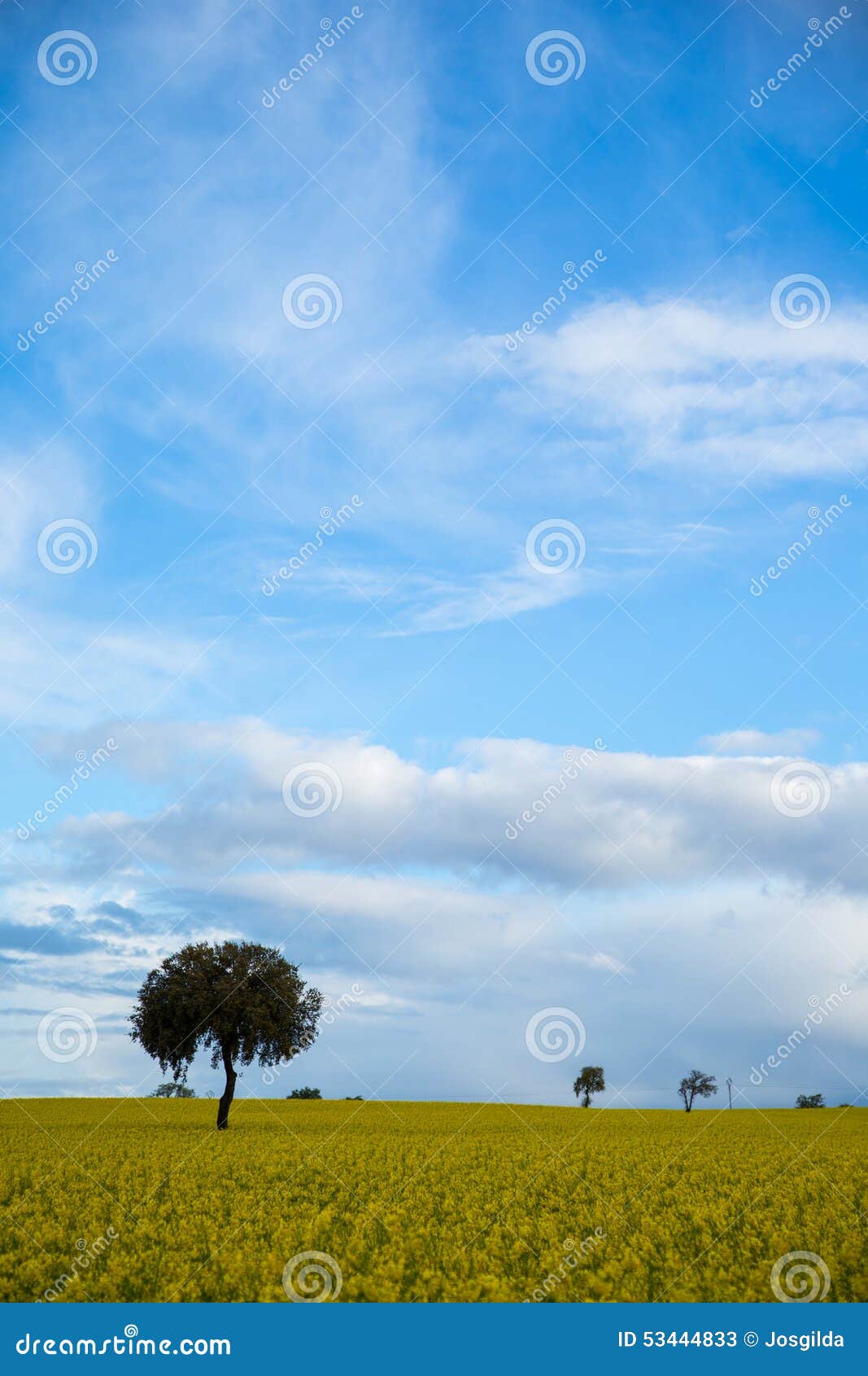 Yellow fields stock image. Image of alentejo, spring - 53444833