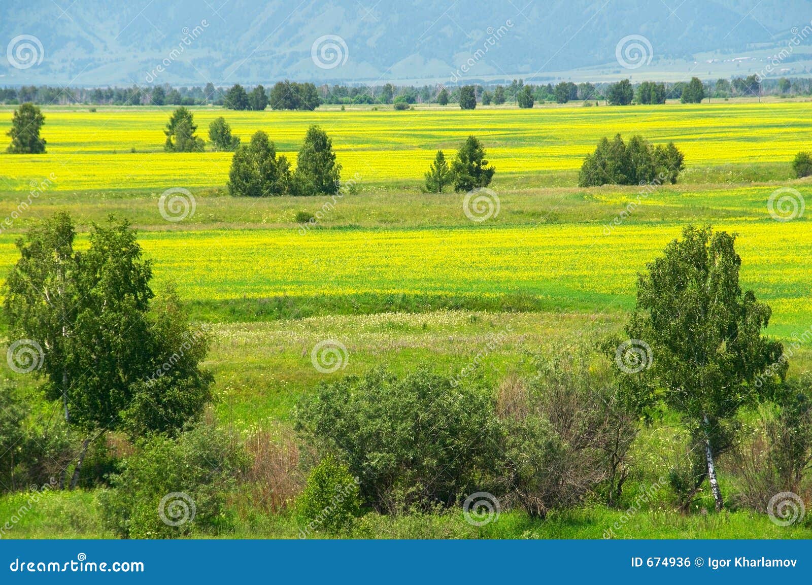 Yellow fields and trees. stock photo. Image of countryside - 674936