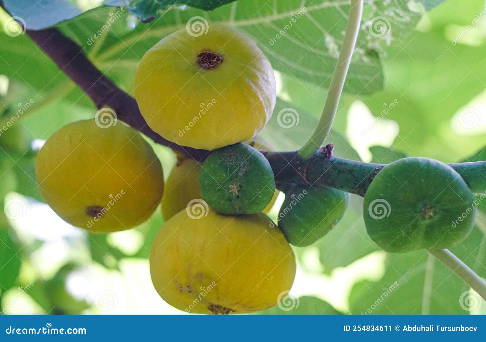 A yellow fig on a branch stock image. Image of closeup - 254834611