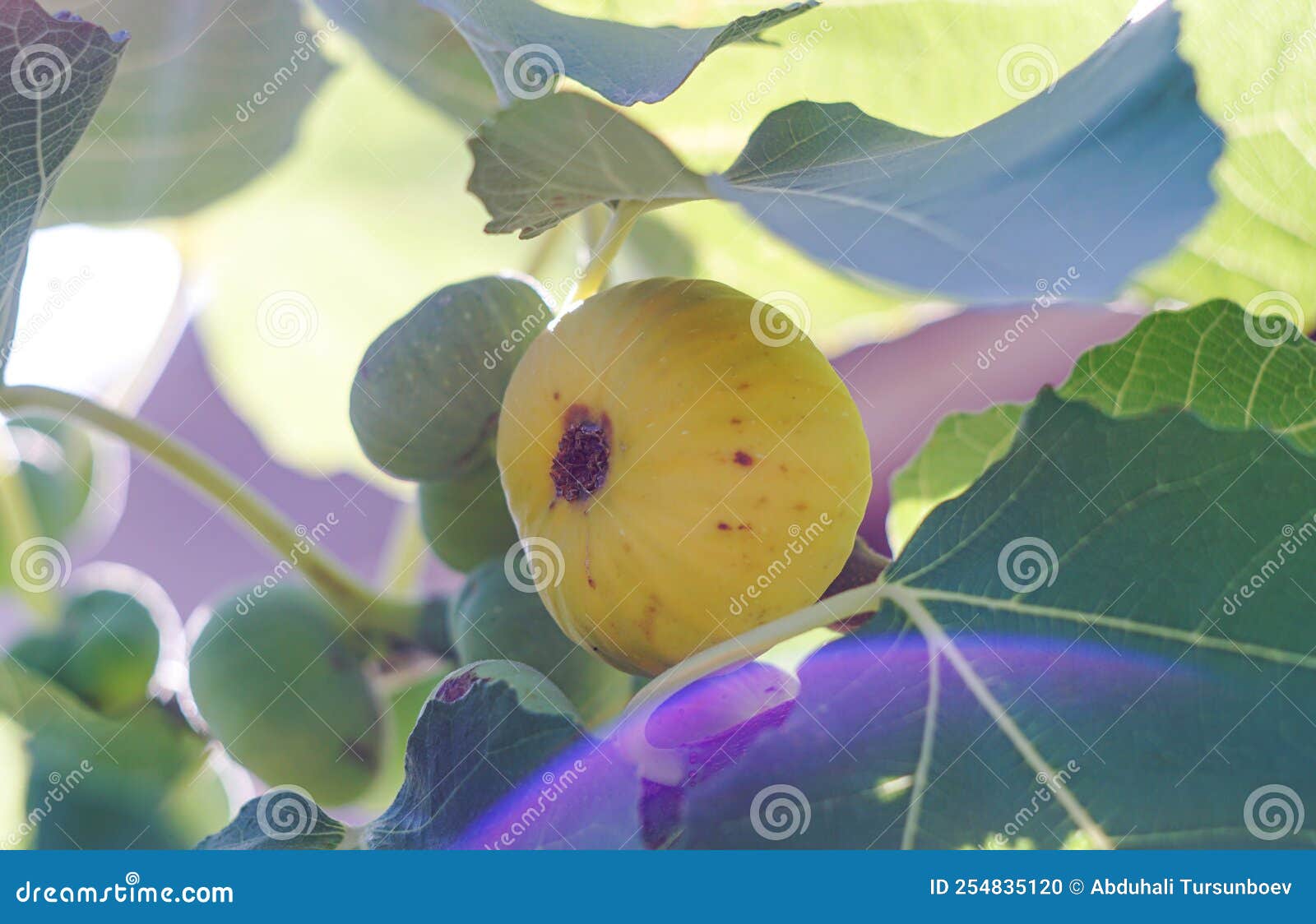 A yellow fig on a branch stock photo. Image of branch - 254835120