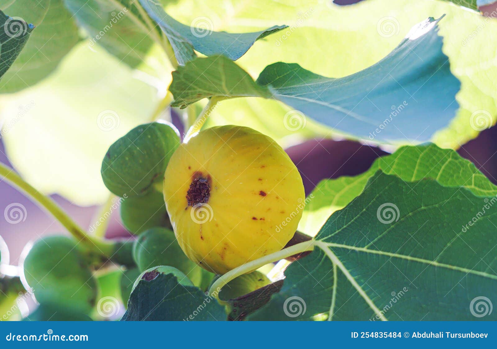 A yellow fig on a branch stock photo. Image of green - 254835484