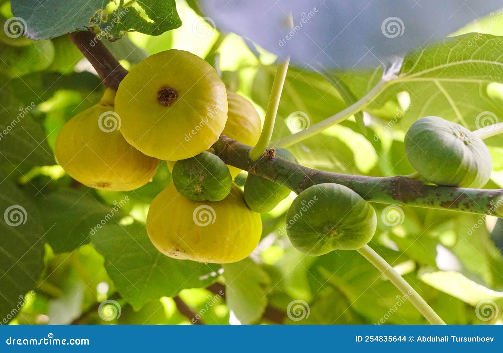 A yellow fig on a branch stock photo. Image of season - 254835644