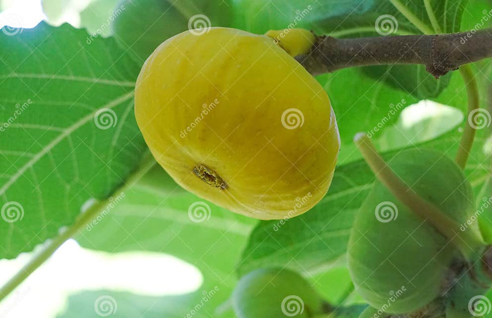 A yellow fig on a branch stock image. Image of green - 254835995