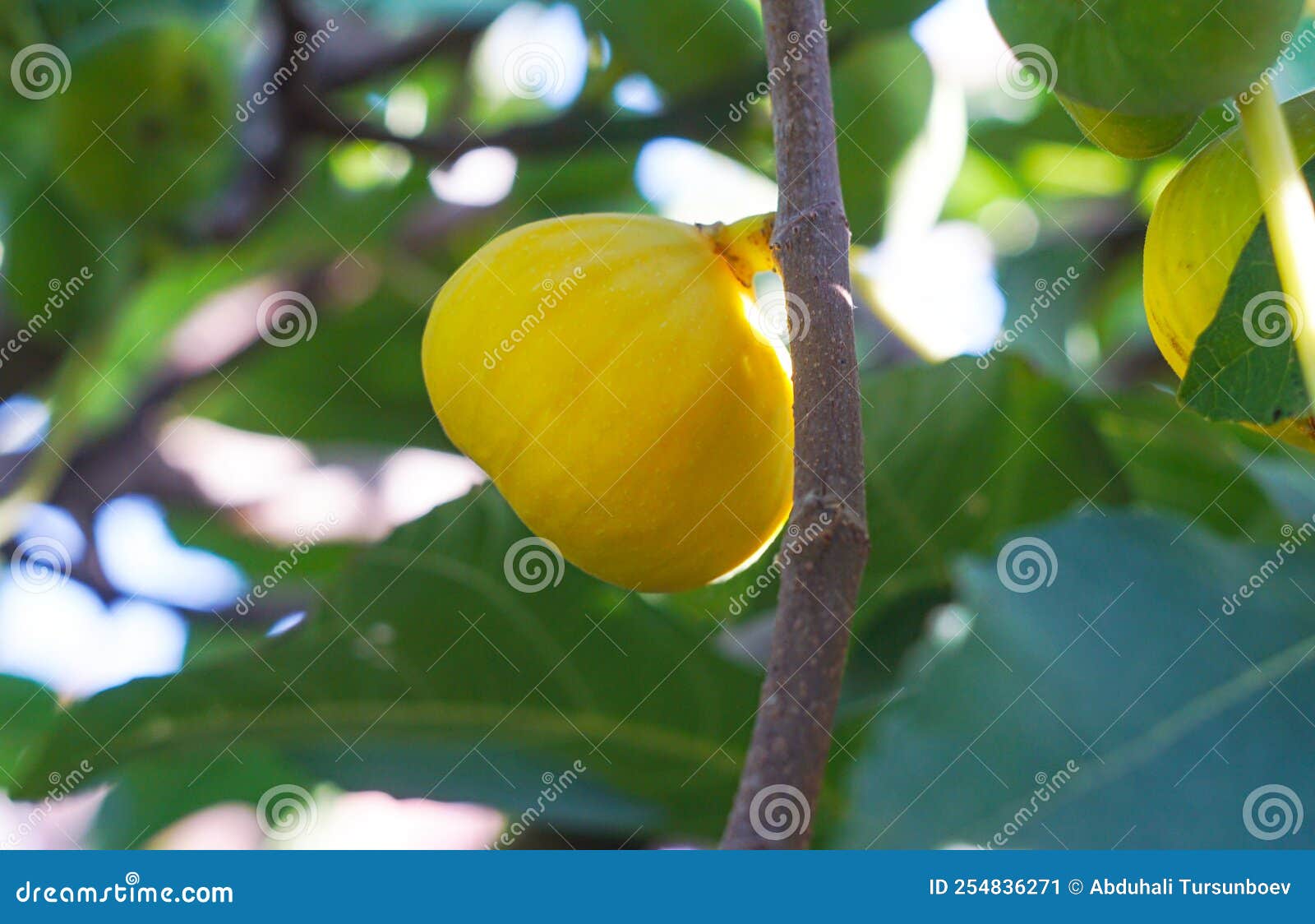 A yellow fig on a branch stock image. Image of sweet - 254836271