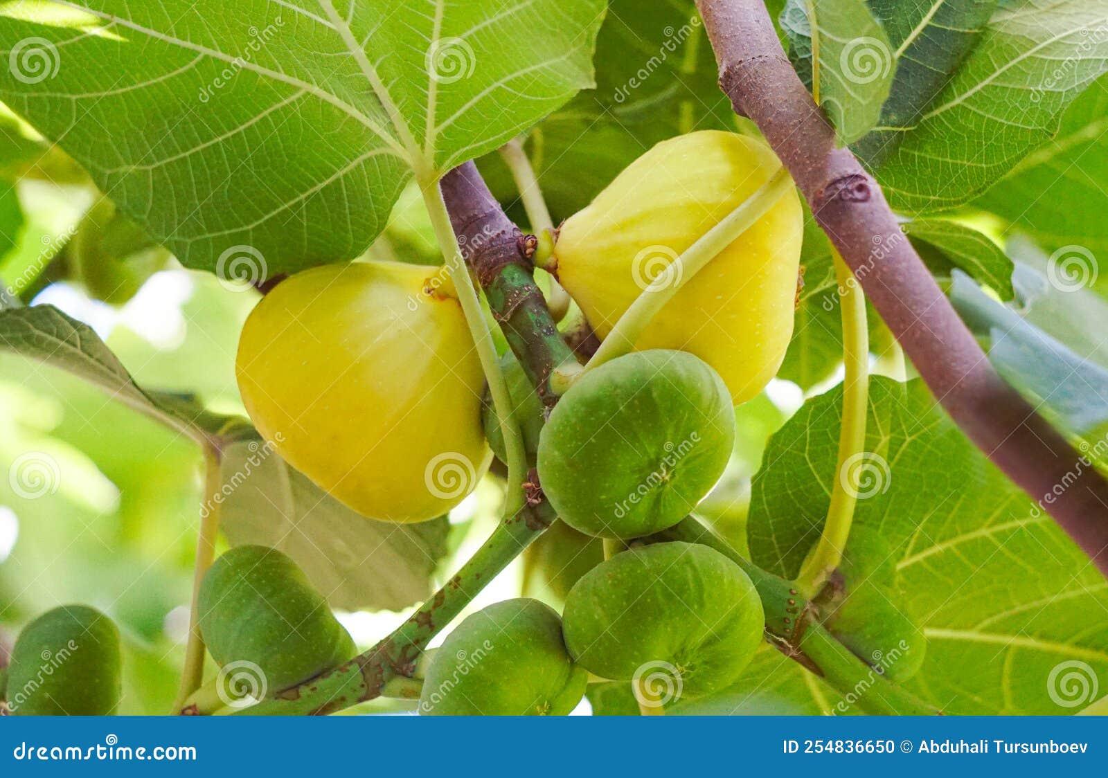 A yellow fig on a branch stock photo. Image of food - 254836650
