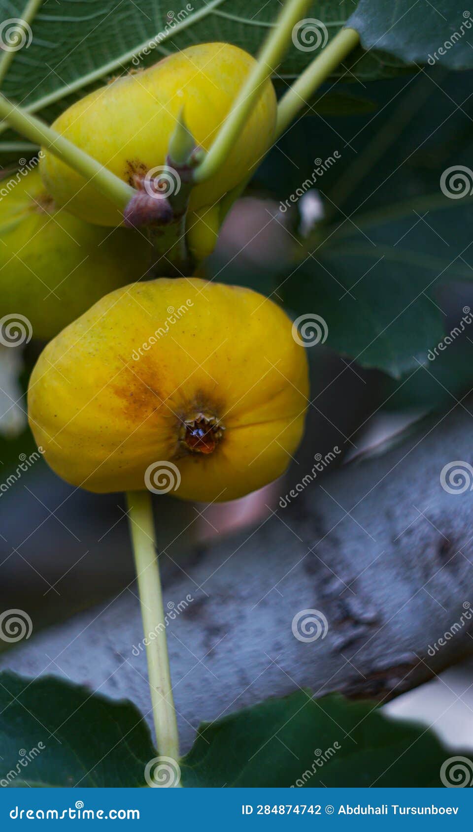 A Yellow Fig on a Fig Branch Stock Photo - Image of growing, organic ...