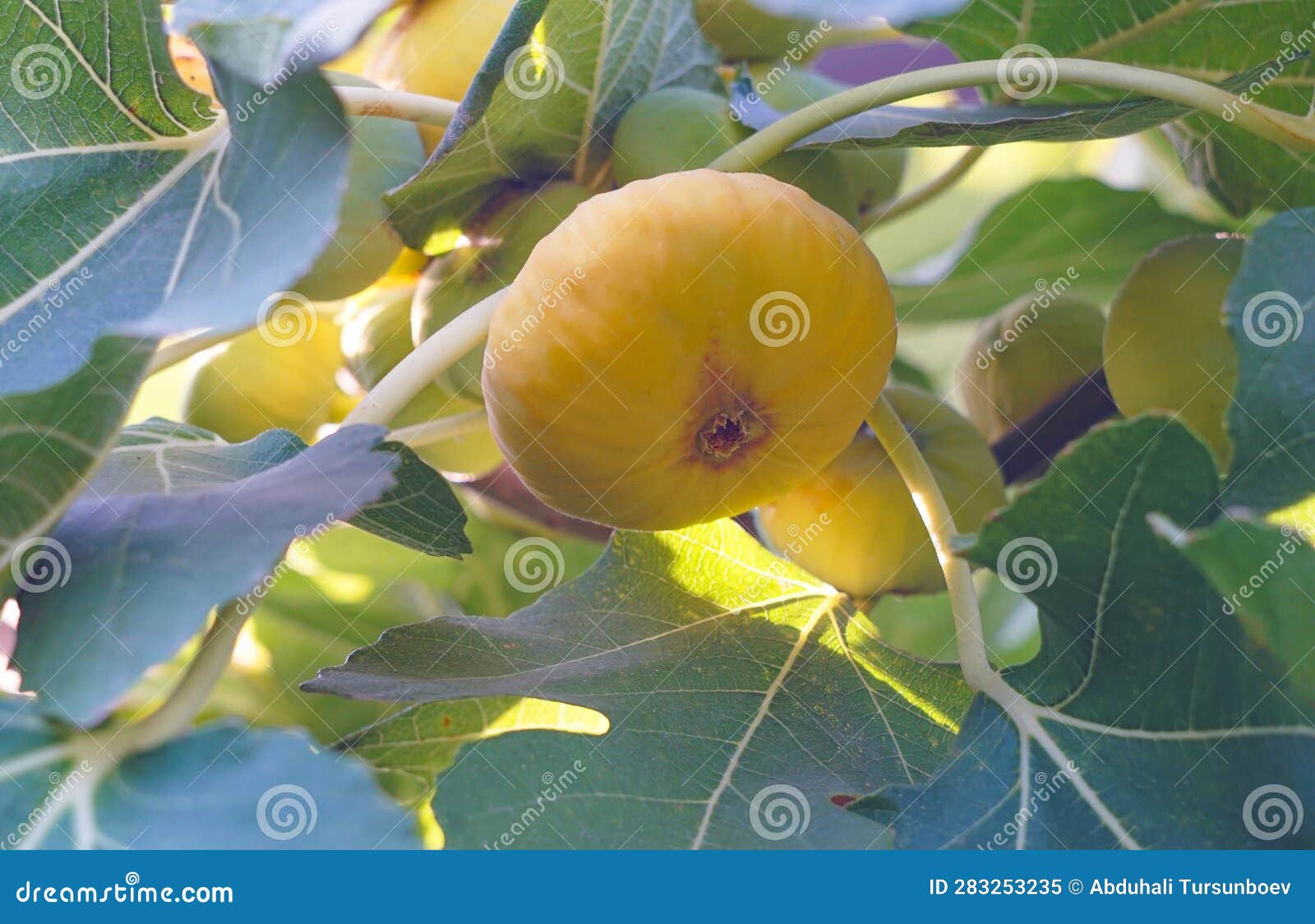 A Yellow Fig on a Fig Branch Stock Image - Image of season, natural ...