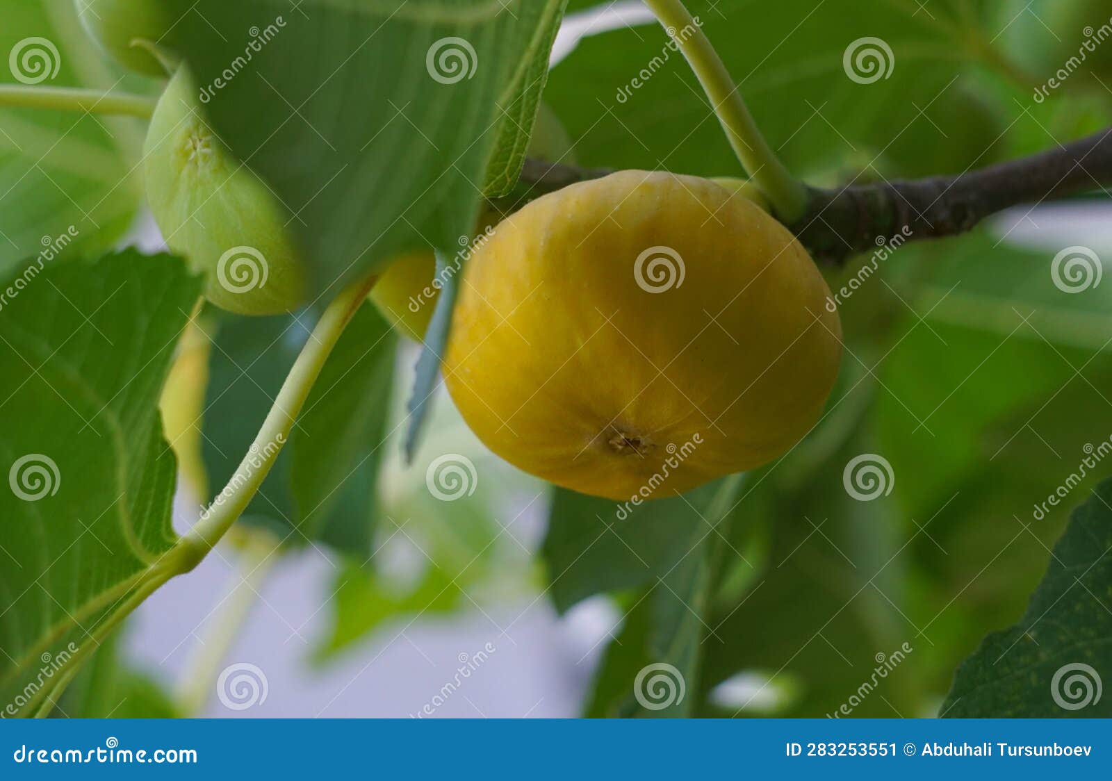 A Yellow Fig on a Fig Branch Stock Image - Image of organic, healthy ...