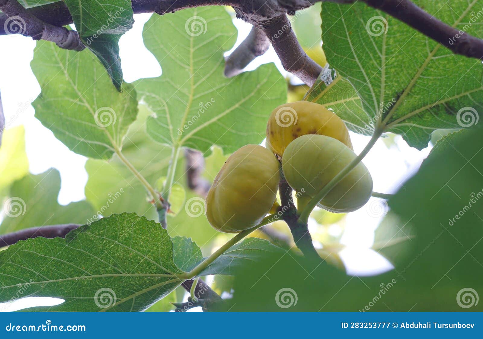 A Yellow Fig on a Fig Branch Stock Image - Image of plant, sweet: 283253777