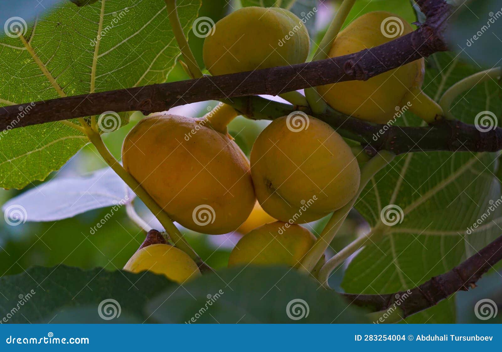 A Yellow Fig on a Fig Branch Stock Photo - Image of organic, plant ...