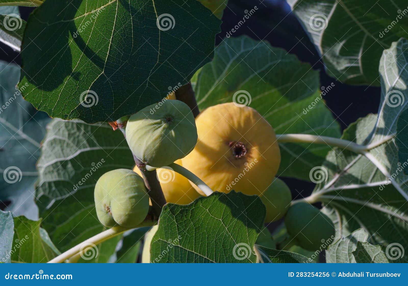 A Yellow Fig on a Fig Branch Stock Photo - Image of organic, plant ...