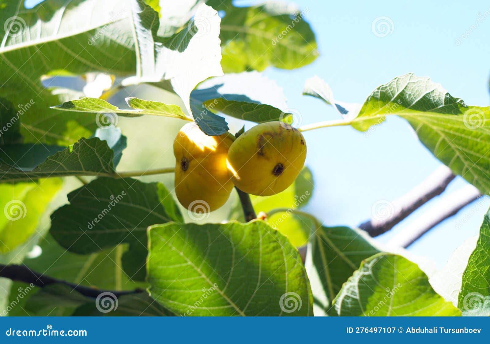 Yellow fig fruit and tree stock image. Image of vitamin - 276497107