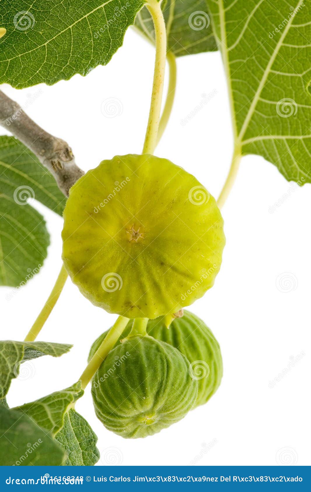 Yellow fig leaves stock photo. Image of leaves, studio - 16168348