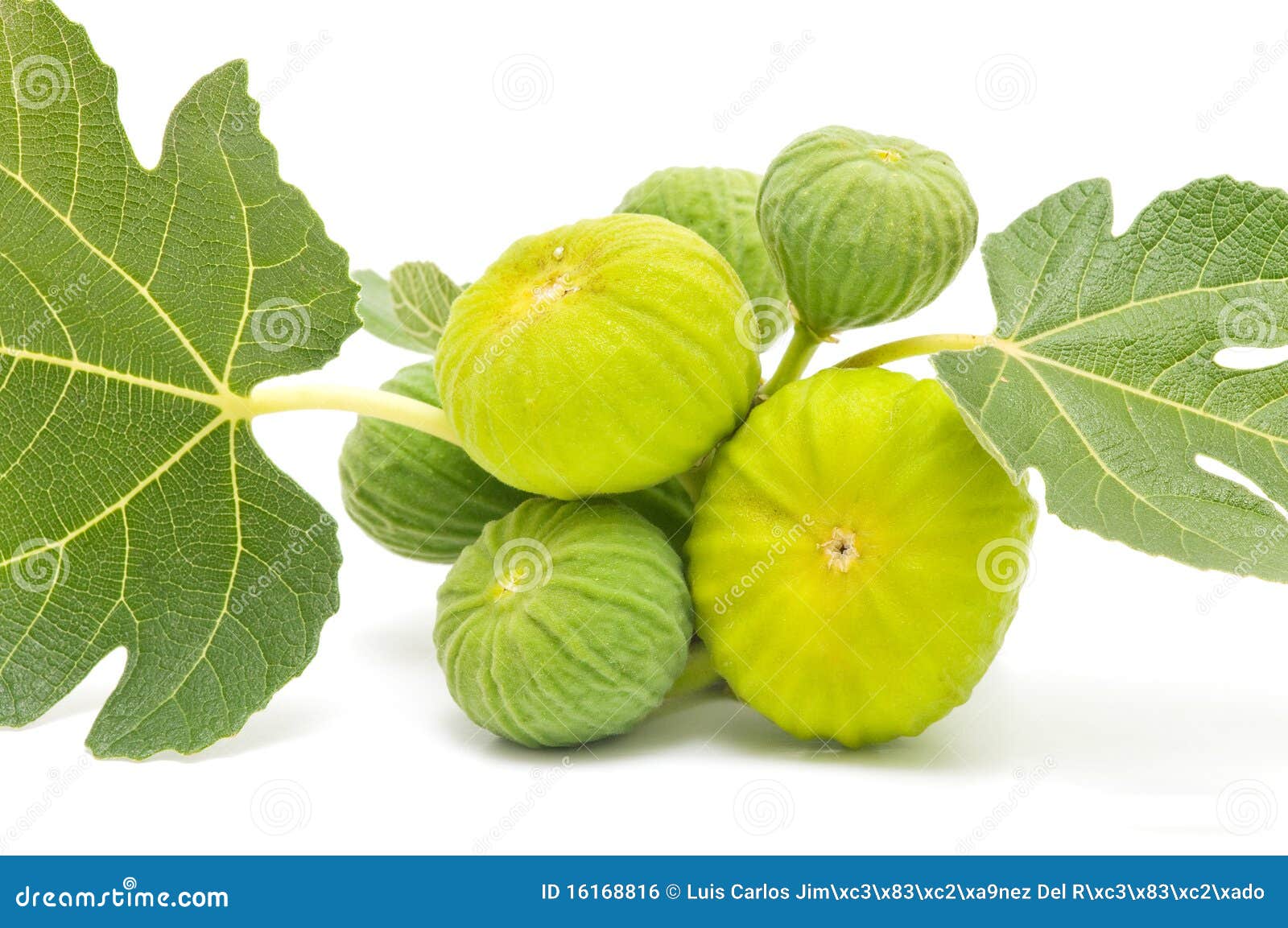 Yellow fig leaves stock photo. Image of health, plant - 16168816