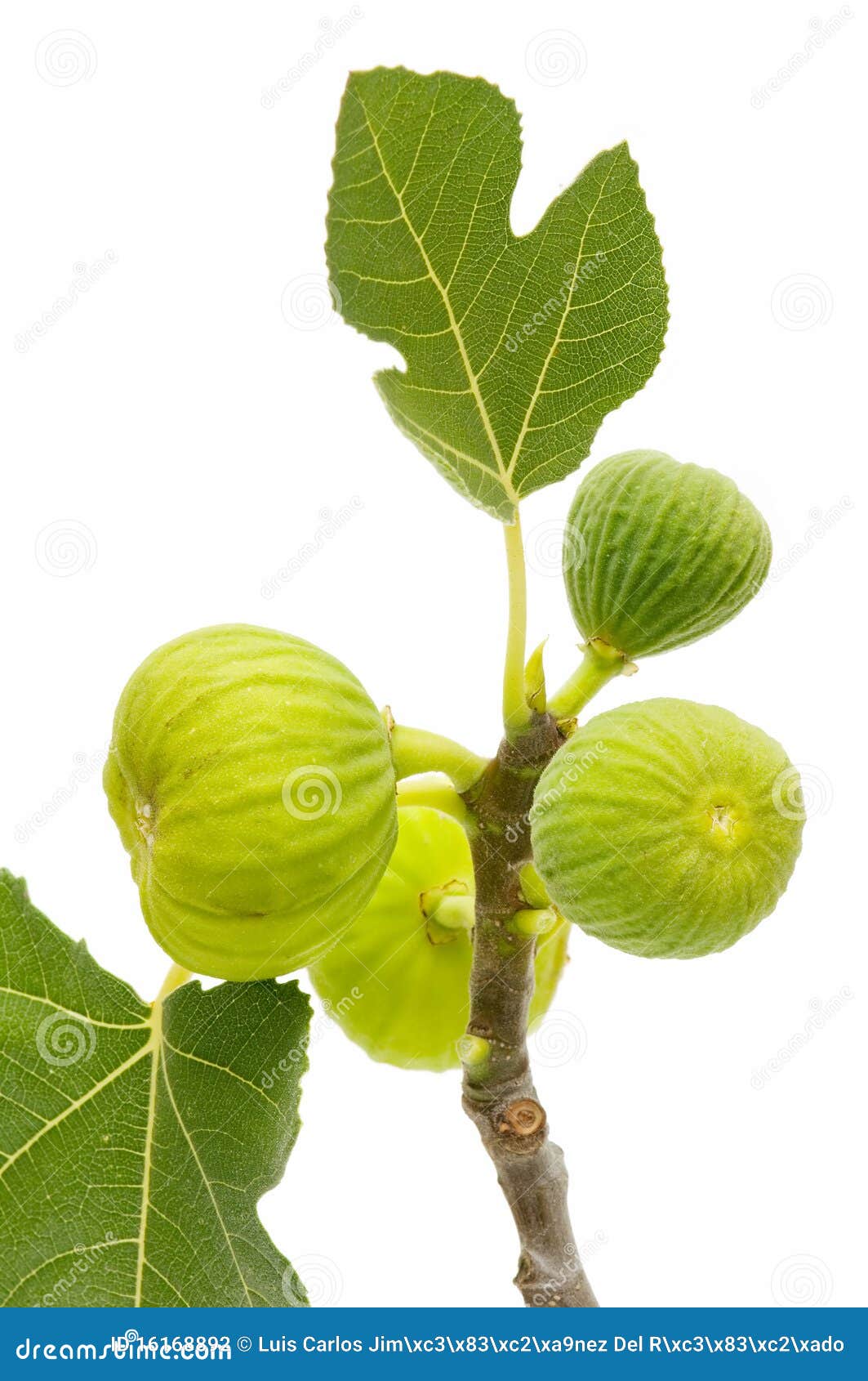 Yellow fig leaves stock photo. Image of studio, healthy - 16168892