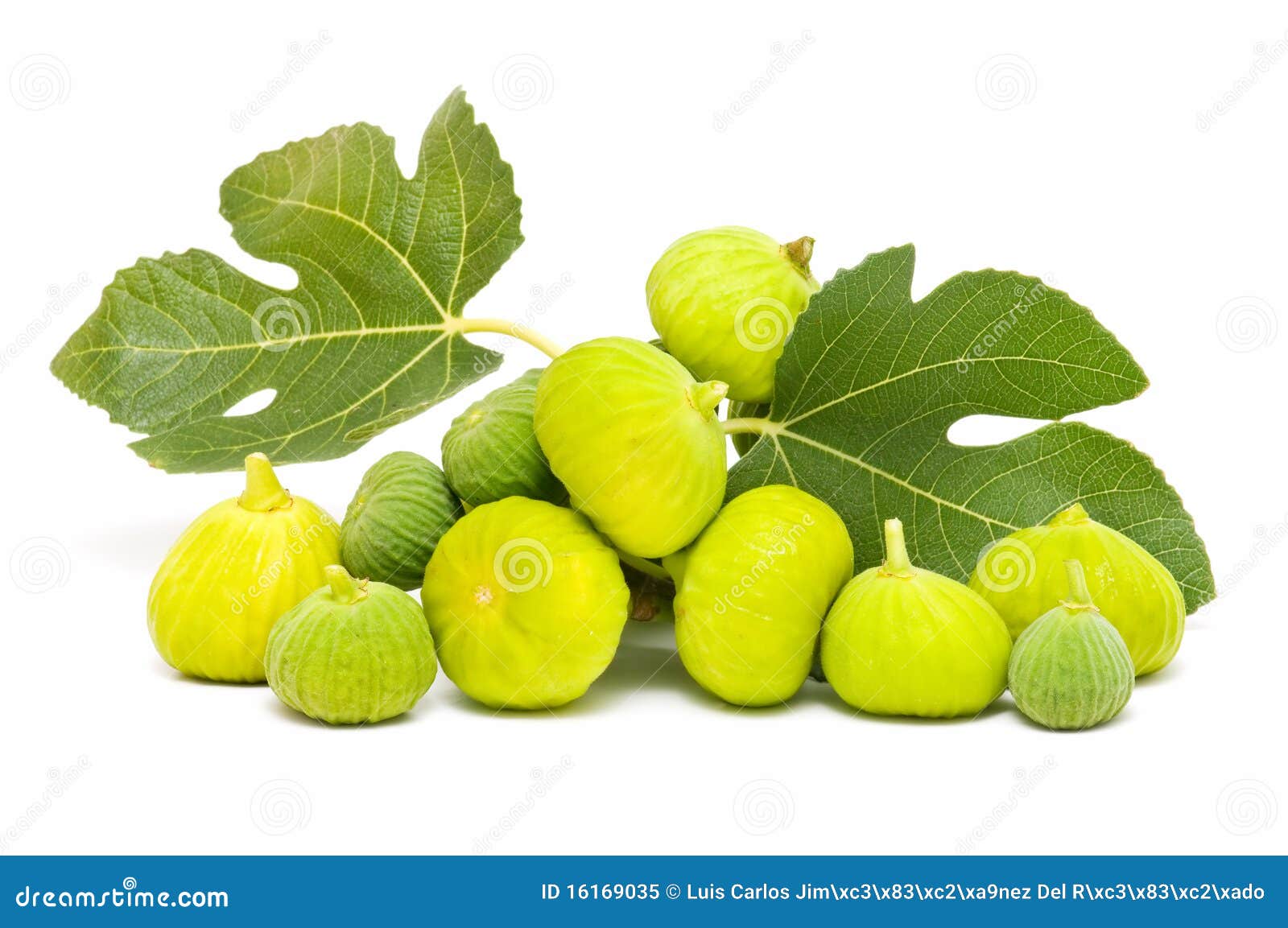 Yellow fig leaves stock image. Image of fruit, fresh - 16169035