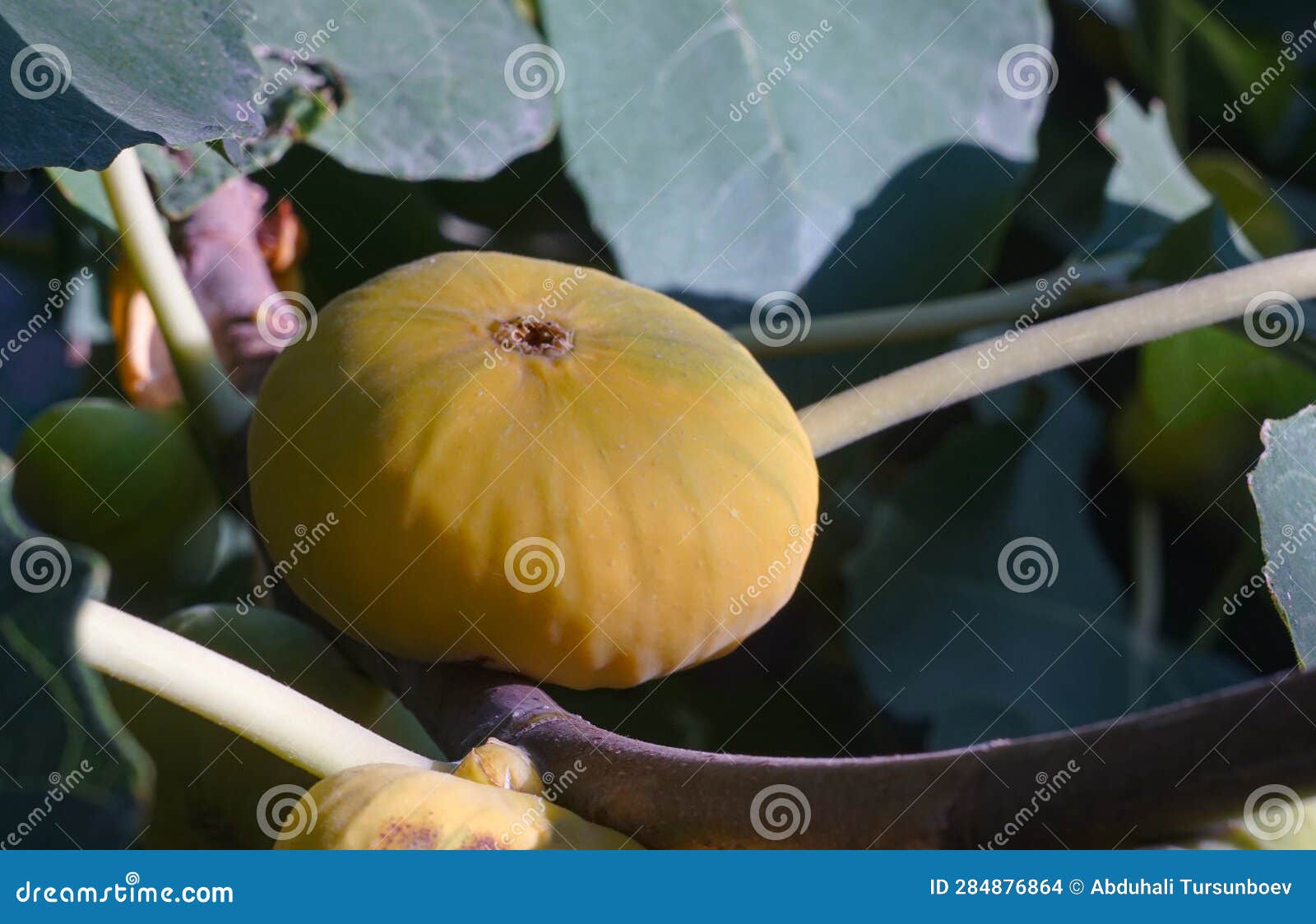 Yellow fig stock photo. Image of closeup, plant, mediterranean - 284876864