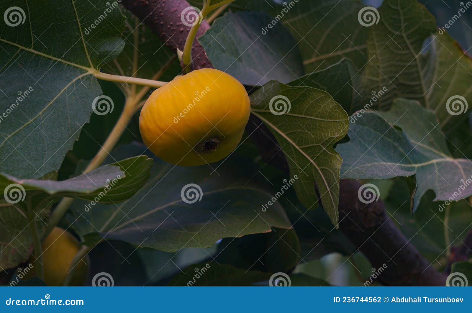 Yellow fig tree stock photo. Image of sweet, summer - 236744562