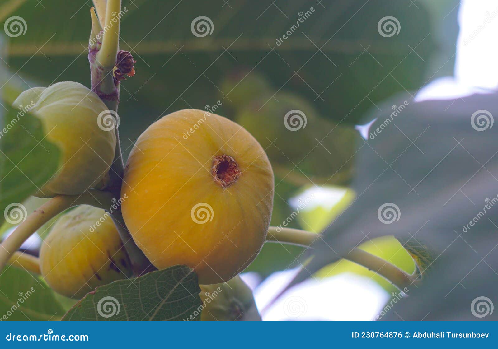 Yellow fig tree stock photo. Image of fresh, fruit, summer - 230764876