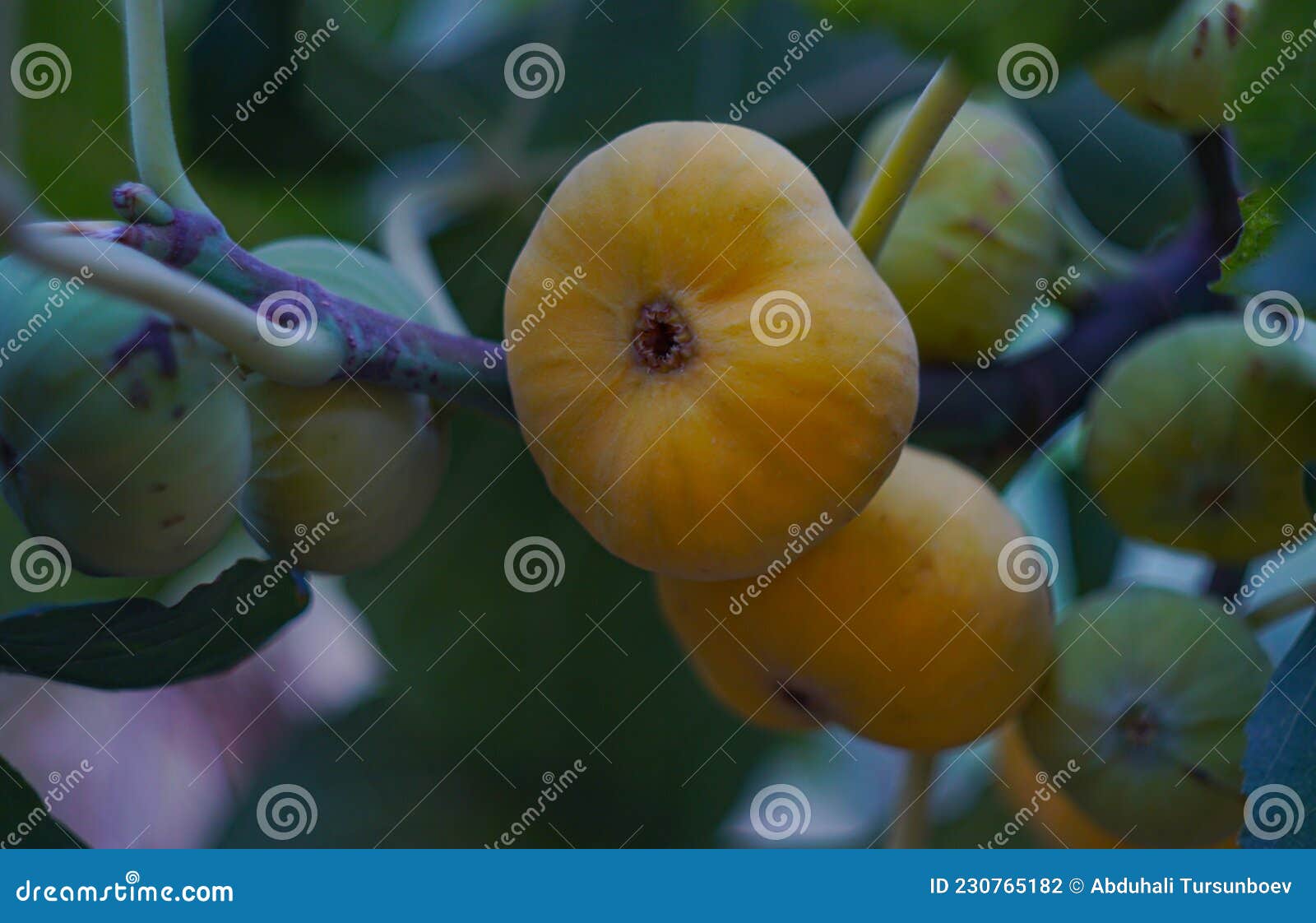 Yellow fig tree stock photo. Image of plant, delicious - 230765182
