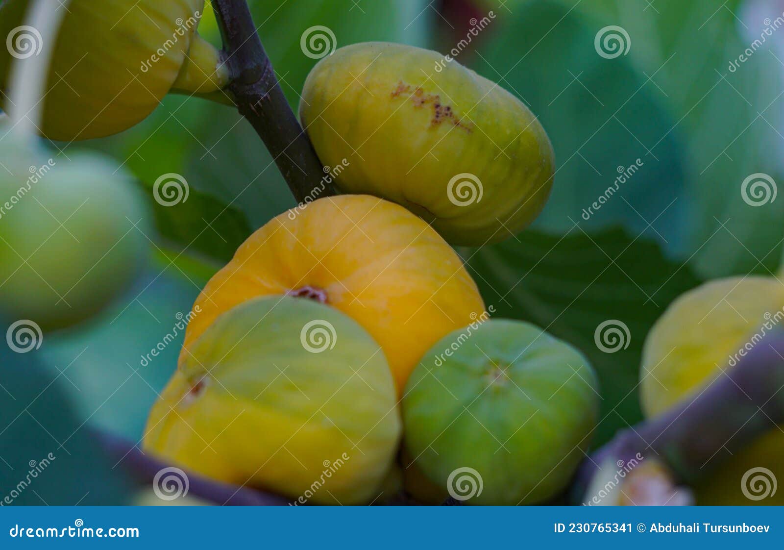 Yellow fig tree stock image. Image of yellow, fruit - 230765341