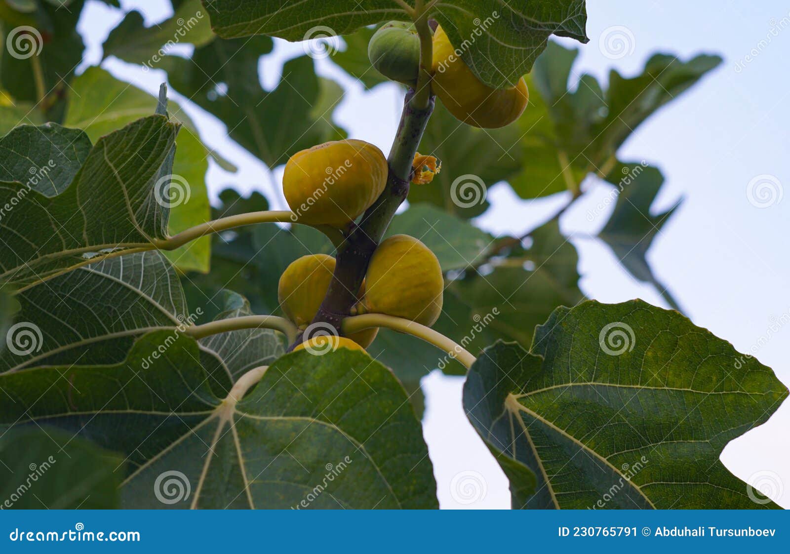 Yellow fig tree stock image. Image of juicy, outdoor - 230765791