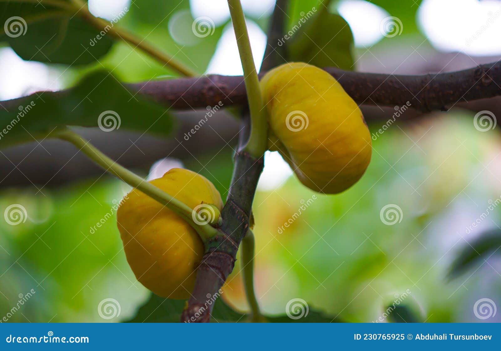 Yellow fig tree stock image. Image of fresh, natural - 230765925